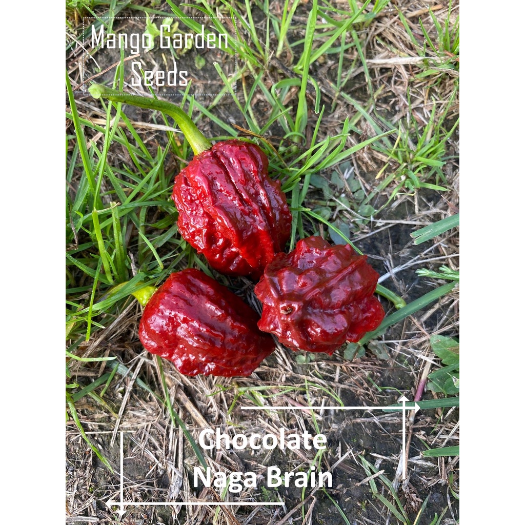 Chocolate Naga Brain Chili Seeds - 5 Seed *Pot Friendly* Tanam Pasu ...