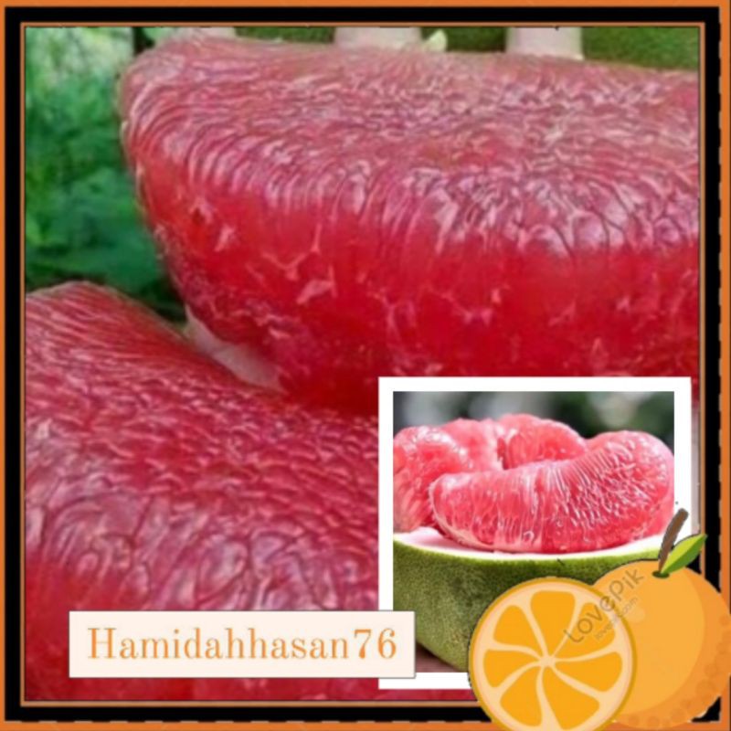 pokok limau bali merah( pokok tut) pamelo hibrid/free tsnah media ...