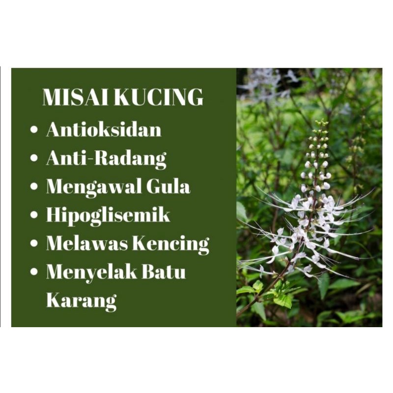 herba pokok misai kucing | Shopee Malaysia