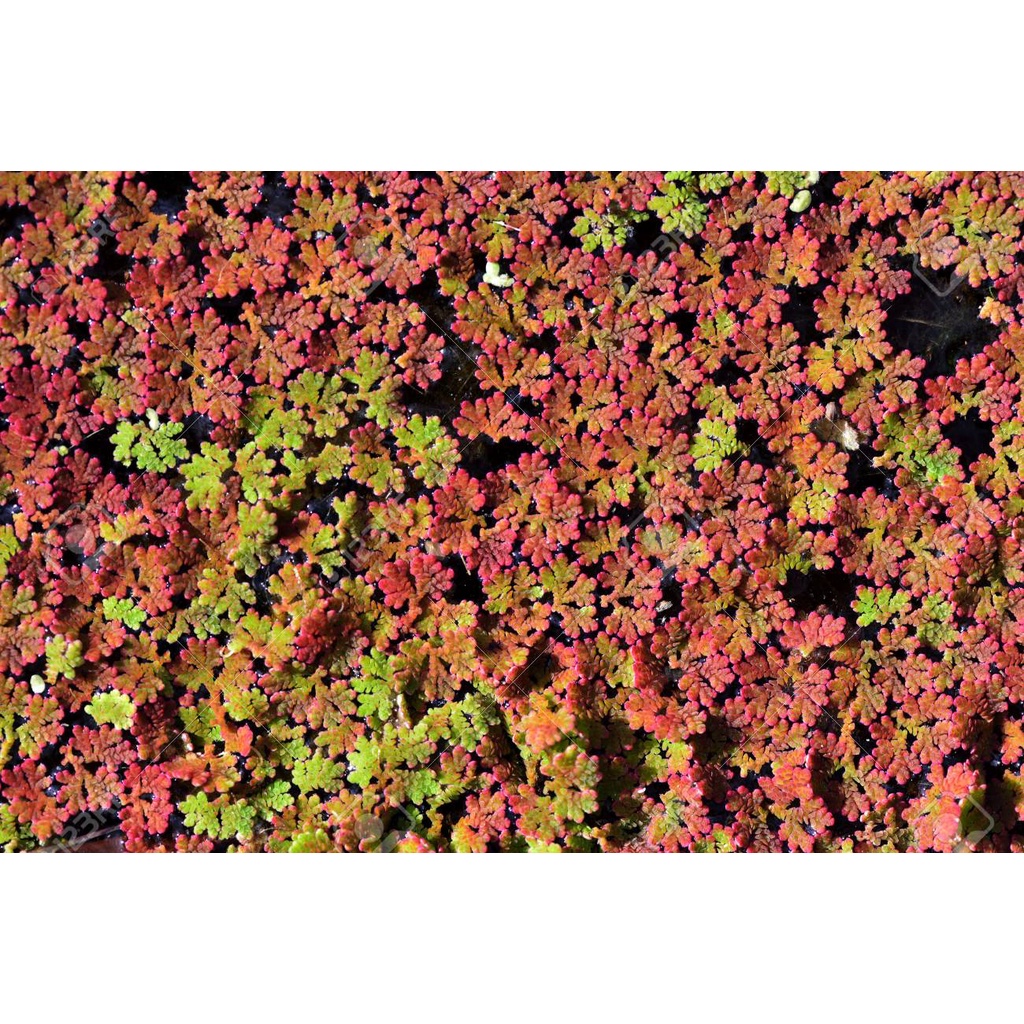 Aquatic Live Plants Azolla caroliniana — Carolina mosquito fern ...