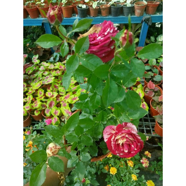 pokok bunga ros batik merah putih | Shopee Malaysia