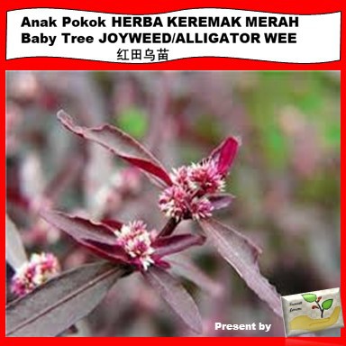 Anak Pokok HERBA KEREMAK MERAH Baby Tree JOYWEED/ALLIGATOR WEE红田乌苗 ...