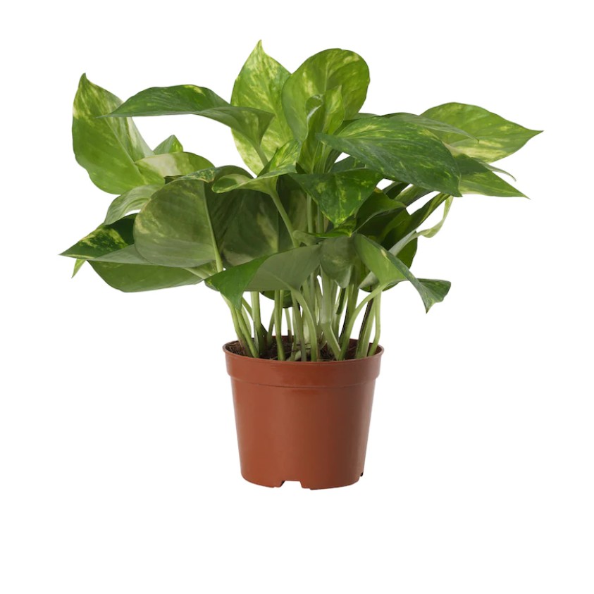 IKEA EPIPREMNUM Potted plant, Golden Pothos, 9 cm (100% GENUINE ...