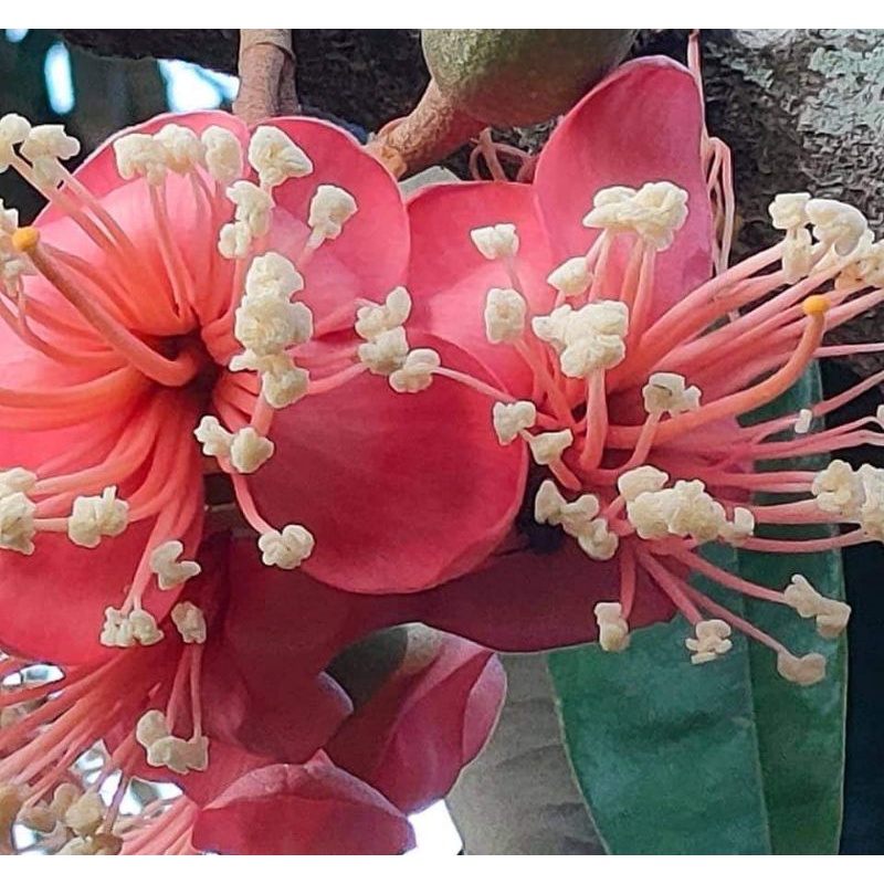 BENIH POKOK DURIAN BUNGA MERAH L13 KAHWIN Pokok 3kaki | Shopee Malaysia
