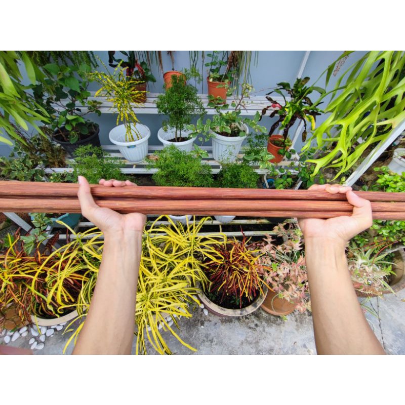 Tongkat Kayu Ibo / Ibor bersaiz JEJARI (mini) 4 kaki lebih | Shopee ...