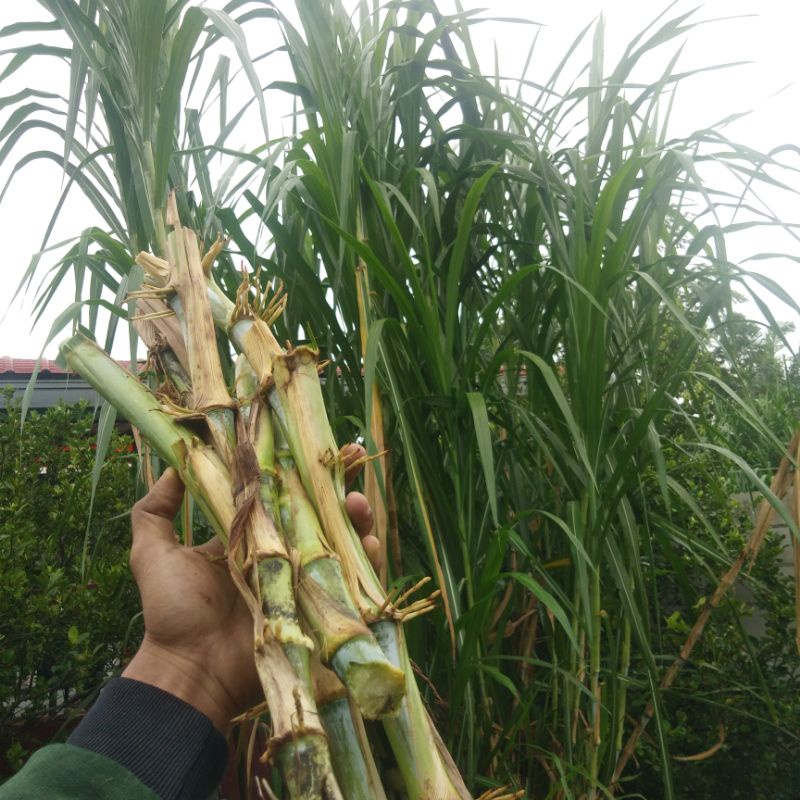 KERATAN RUMPUT NAPIER Pakchong@india | Shopee Malaysia