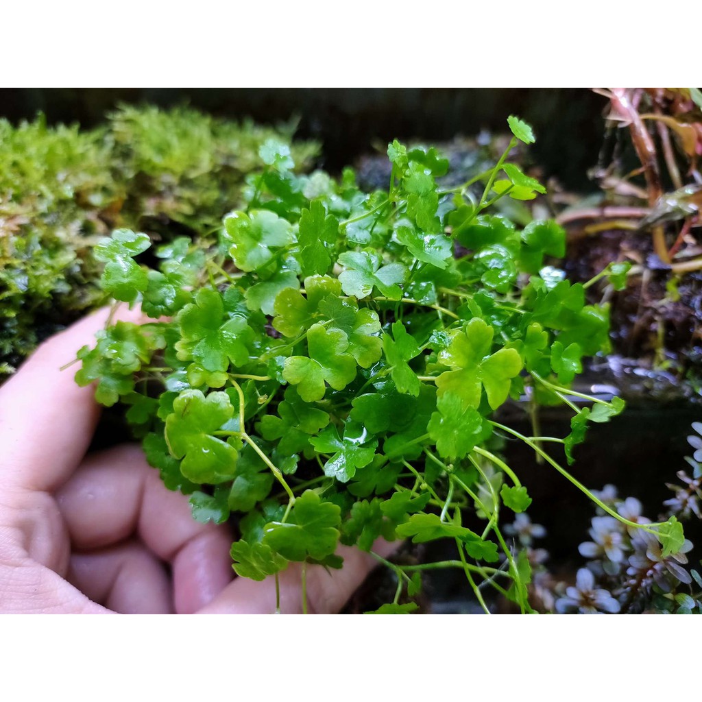 Hydrocotyle Tripartita 'Japan' / Hydrocotyle Australia (Pot / Wabikusa ...