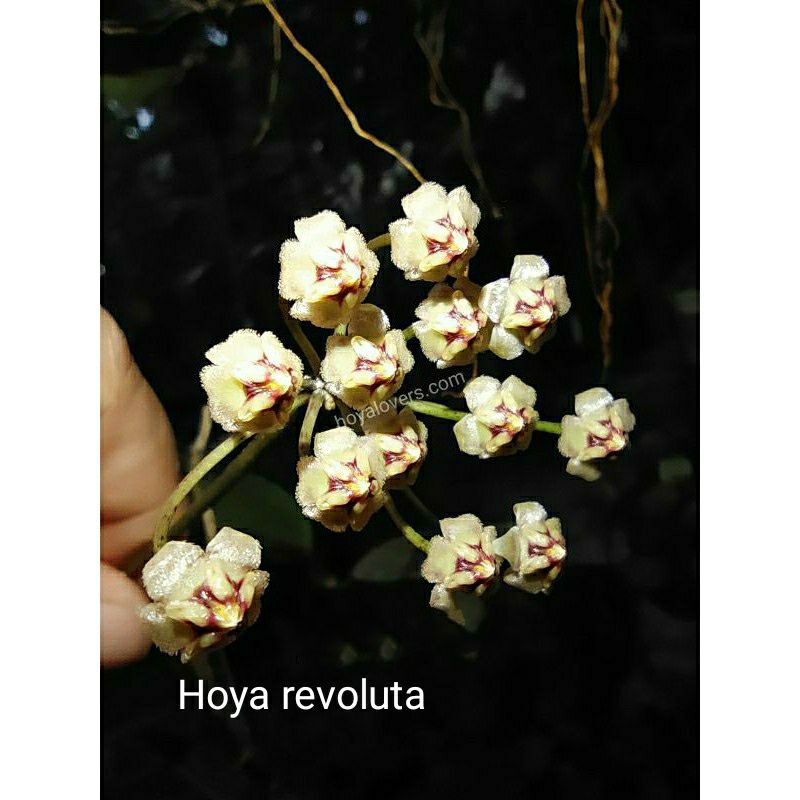 Hoya revoluta ' Selangor' (ready stock) | Shopee Malaysia