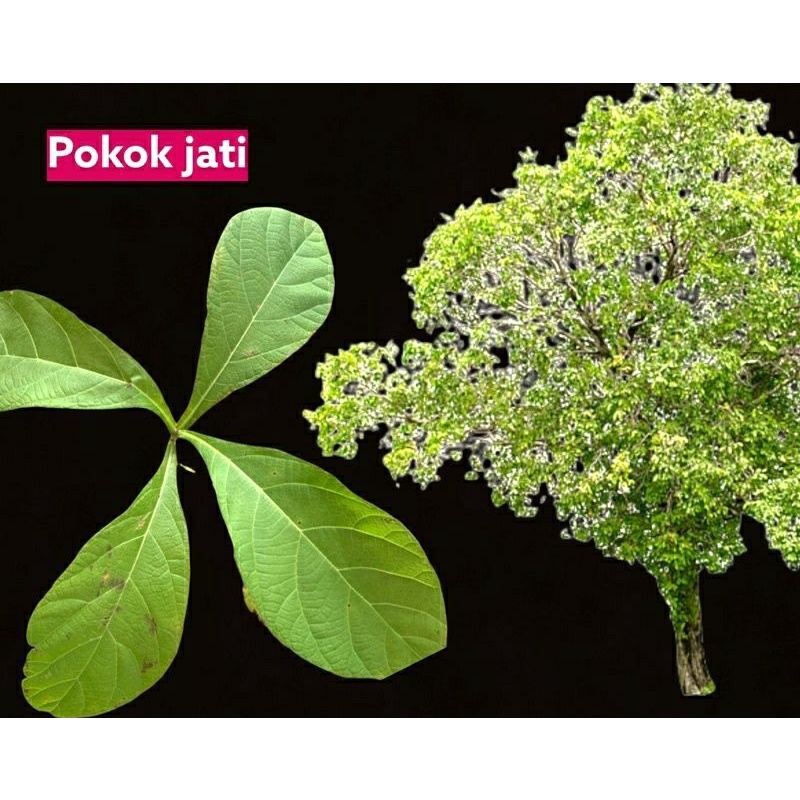 Anak Pokok Jati/Pokok Sangat Berkualiti | Shopee Malaysia