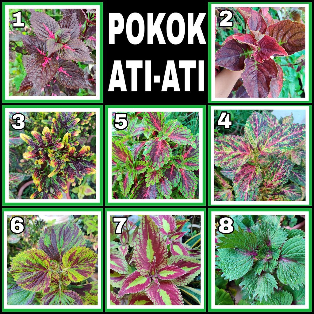 Pokok Ati-Ati(keratan Batang) | Shopee Malaysia