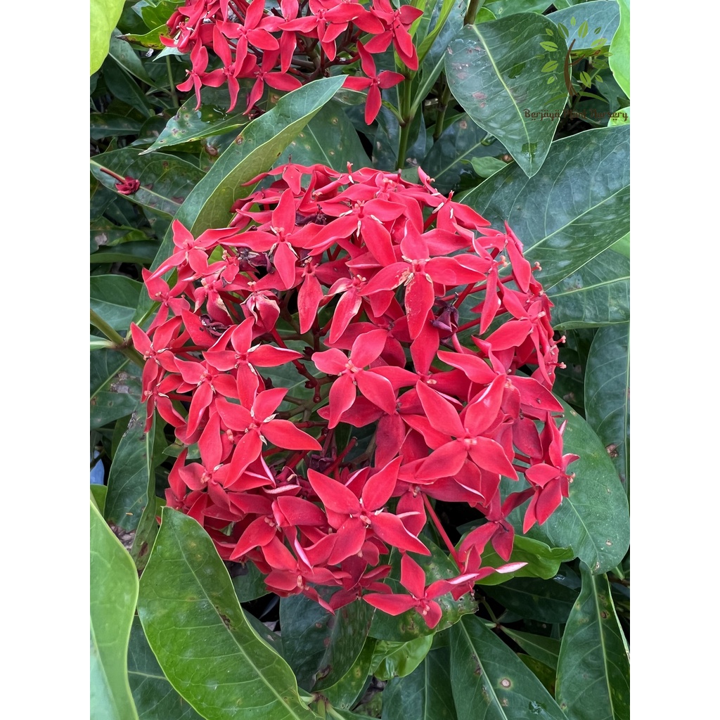 Berjaya Plant Nursery - Bunga Ixora Sunkist/Jenjarum(Pokok Bunga Hidup ...