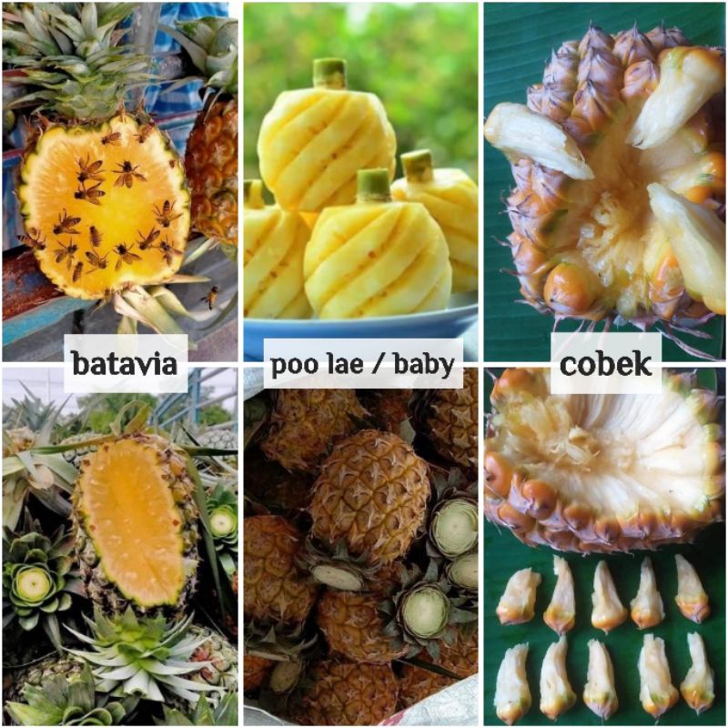 Pokok Nenas Nanas Batavia poo lae baby pantha tao panta huay moon nenas ...