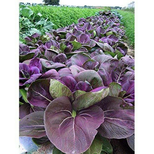 Dark Purple Leaf Bok Choy Pak Choi Seeds/ Pak Choy Ungu - Ready Stock ...