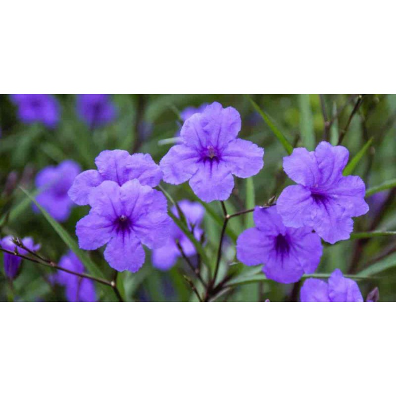 Bunga Ruellia Ungu/Kencana Ungu (Anak Pokok Hidup) | Shopee Malaysia
