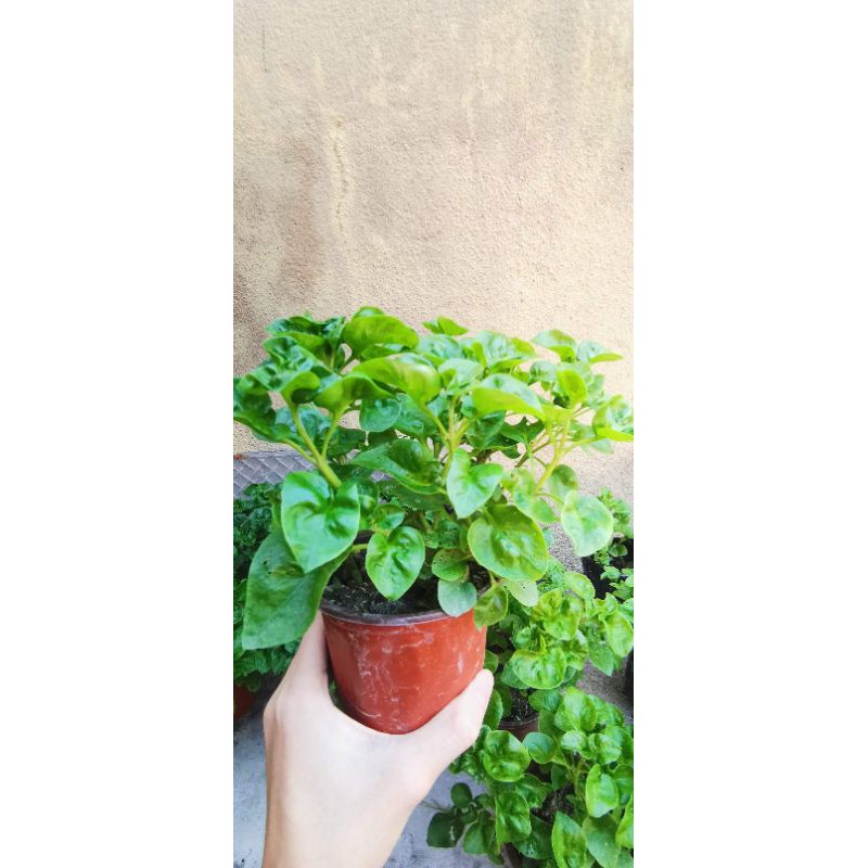 Fresh Bayam Brazil Pokok Sayur Remayong Malabar Spinach Outdoor Plant ...