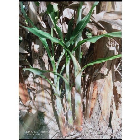 Anak benih pisang rare(raja/raja udang/Cavendish/toman/buloh/belalai ...