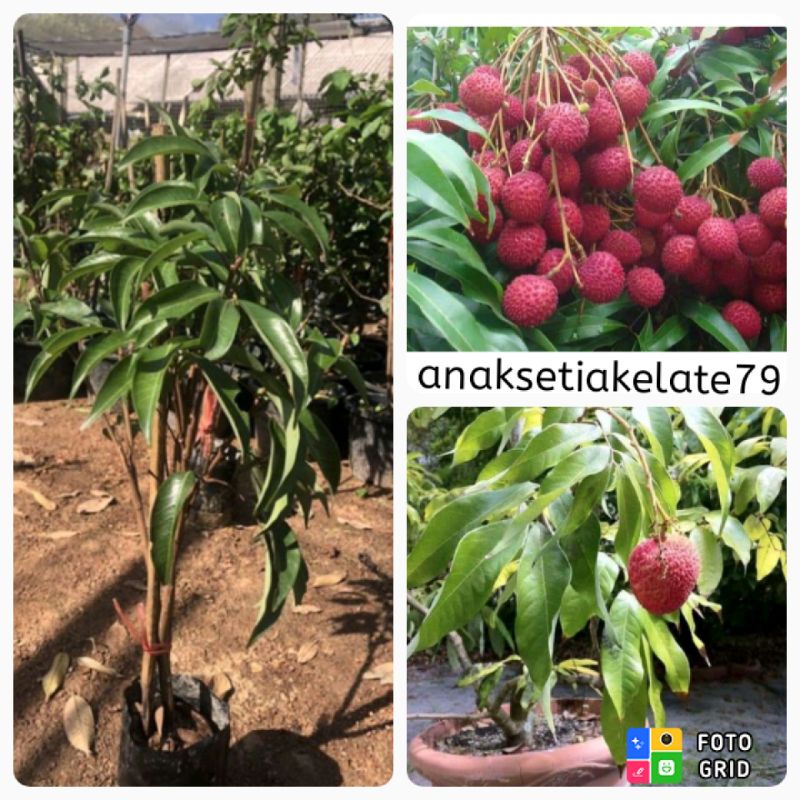 pokok laici hybrid thai | Shopee Malaysia
