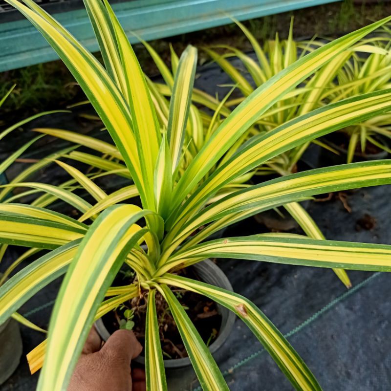 Anak pokok pandan kuning | Shopee Malaysia