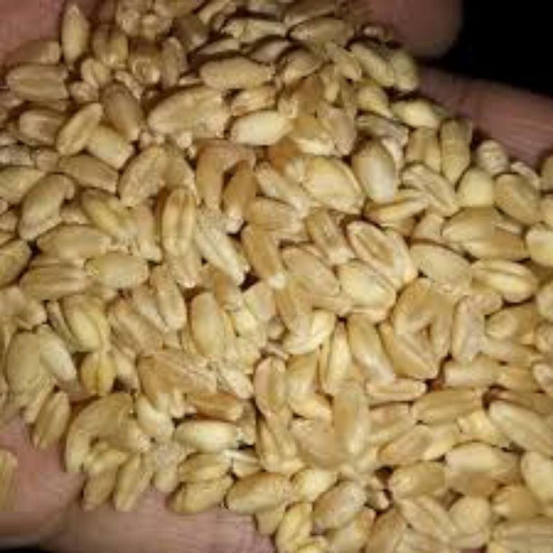 5Kg Gandum Ayam Kualiti Terbaik | Shopee Malaysia