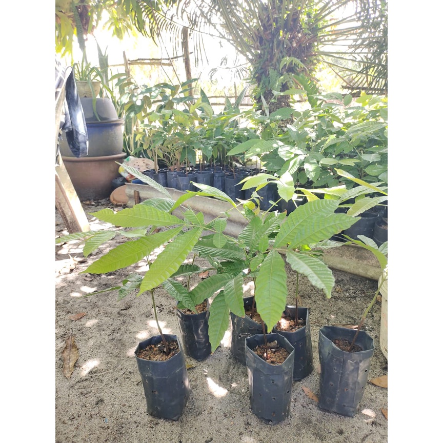 POKOK MATOA @ LONGAN BRAZIL @ POKOK KRISTAL | Shopee Malaysia