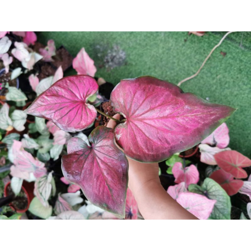 keladi/caladium/Carolyn whorton/festivia/urat hitam | Shopee Malaysia