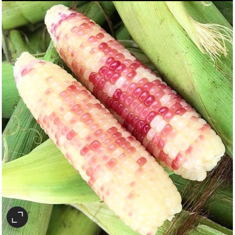 5 pcs benih jagung merah jambu pink white corn seed /murah vege seed ...