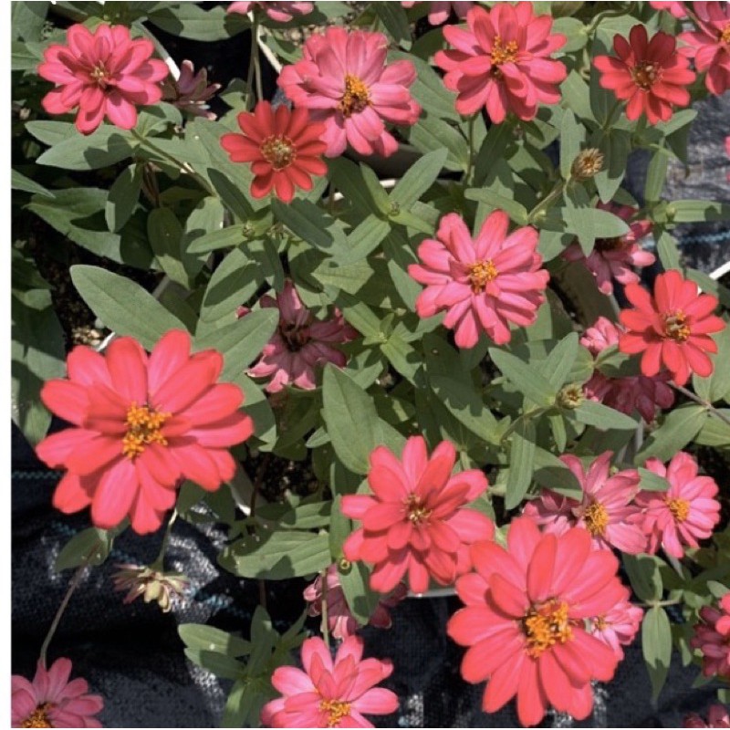Zinia Renek Pokok Bunga Hidup | Shopee Malaysia
