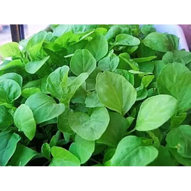 bayam putih bulat/ green white round leaf spinach seed 20 seed(non GMO ...