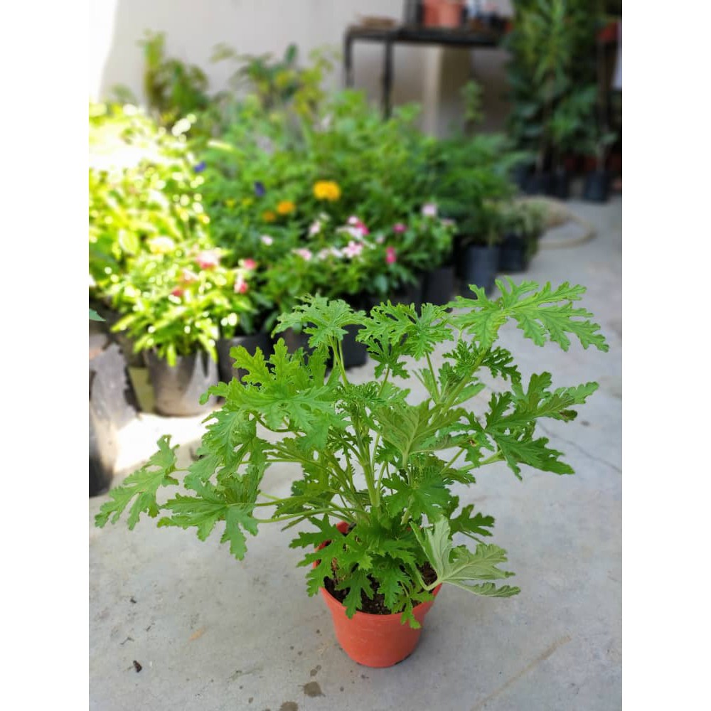 Pelargonium Radula - mosquito repellant plant (Live Plant) | Shopee ...
