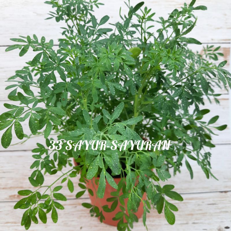 🌿Pokok Garuda🌿(aruda)🌿芸香芸香草🌿、小叶草🌿、小香草、🌿小叶香🌿、鸡鬼草、🌿百应草🌿、香草🌿、臭草🌿、臭艾、🌿臭节草🌿 ...