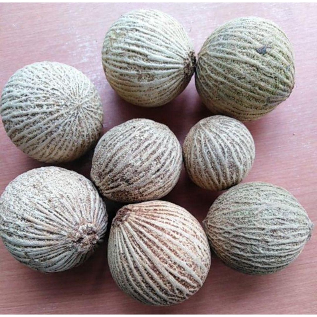 Buah Kulim Segar Original 100% | Shopee Malaysia