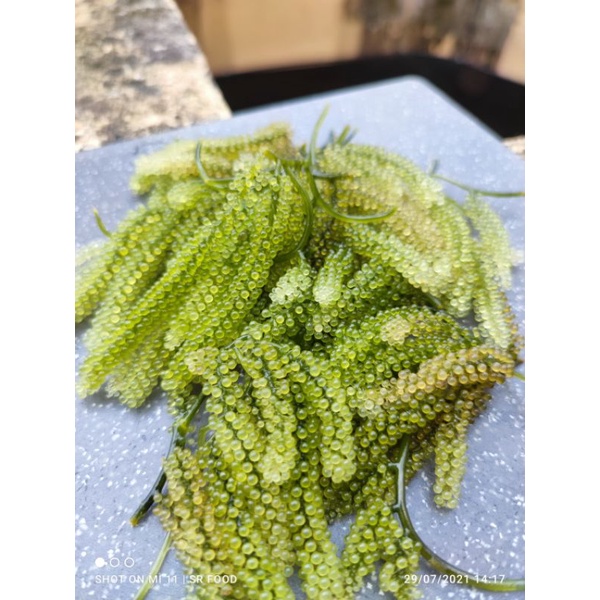 🔥🔥Latok Fresh Ternak Saiz Bajet Segar🔥🔥 | Shopee Malaysia