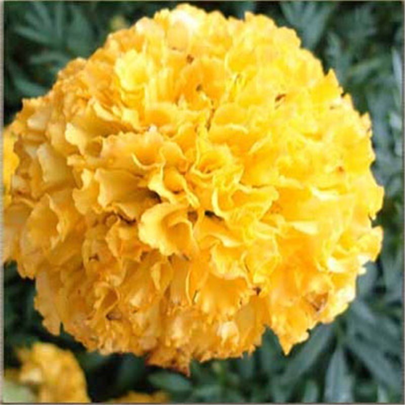 100PCS four color marigold seeds （Warna Campur） - Marigold Flower Seeds ...