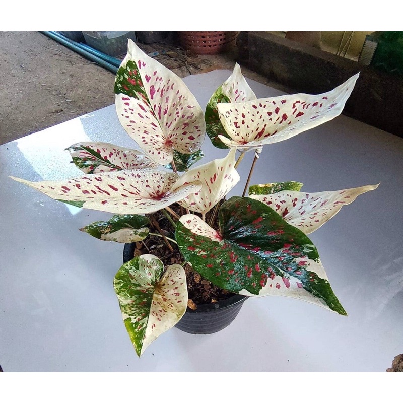 Keladi Petch Su Wan Na Chot / Caladium Petch Su Wan Na Chot (Rare) | Shopee Malaysia