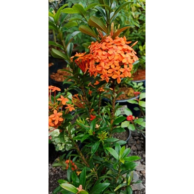 pokok bunga ixora / jenjarum | Shopee Malaysia