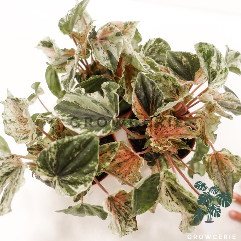 Peperomia Marmorata Pink Lady / Peperomia Pink / Variegated Peperomia ...