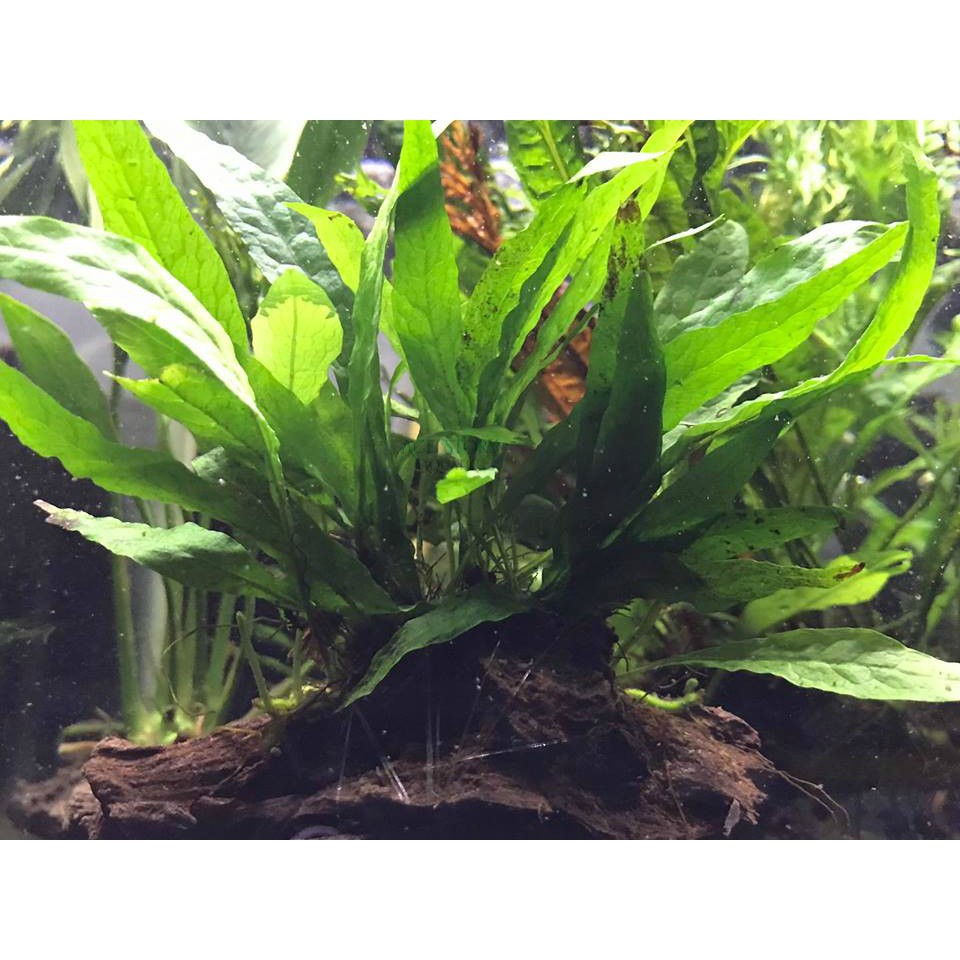 Microsorium Pteropus 'Mini Java Fern' 迷你铁皇冠 (Low Tech) | Shopee Malaysia