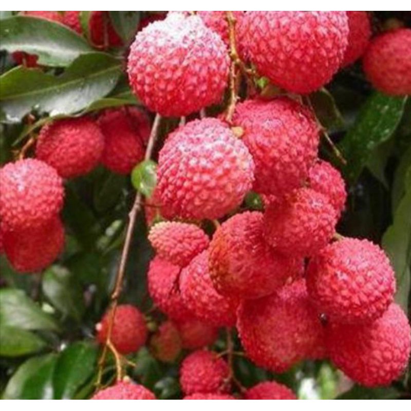 Pokok Laici Hybrid 100% | Shopee Malaysia