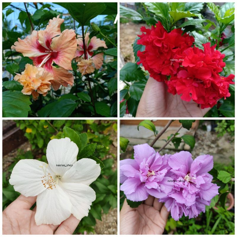 Pokok Bunga Raya Hibiscus Plant Anak Pokok | Shopee Malaysia