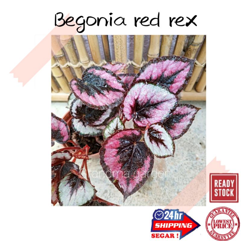 (GG real plant) begonia red rex ^ Pokok hidup hiasan rumah live indoor ...