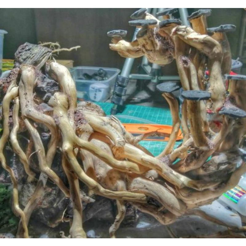 Akar Pokok Senduduk Hiasan Vairal | Shopee Malaysia