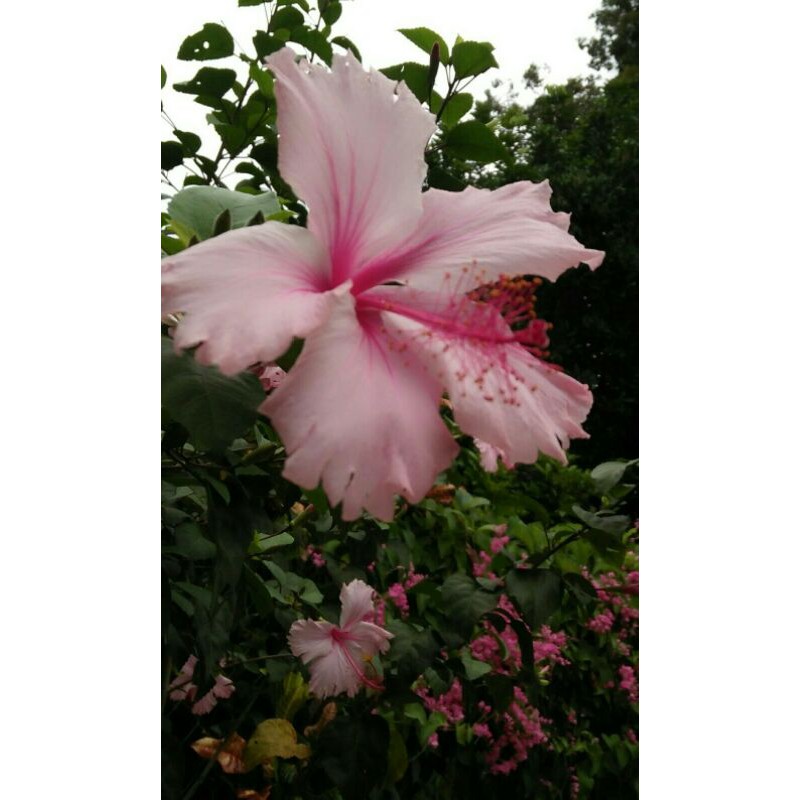 Keratan bunga raya pink (5 keratan) | Shopee Malaysia