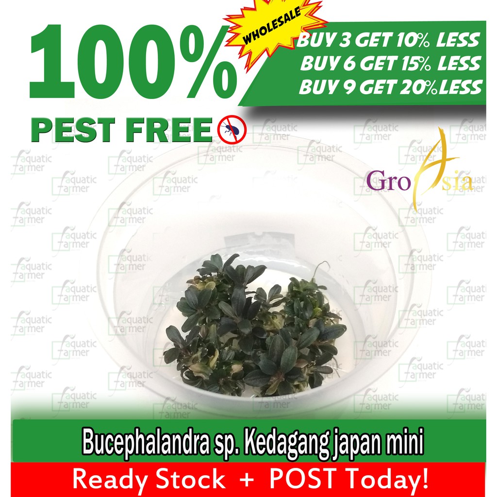 Bucephalandra sp. 'red mini' and Bucephalandra Kedagang japan mini ...