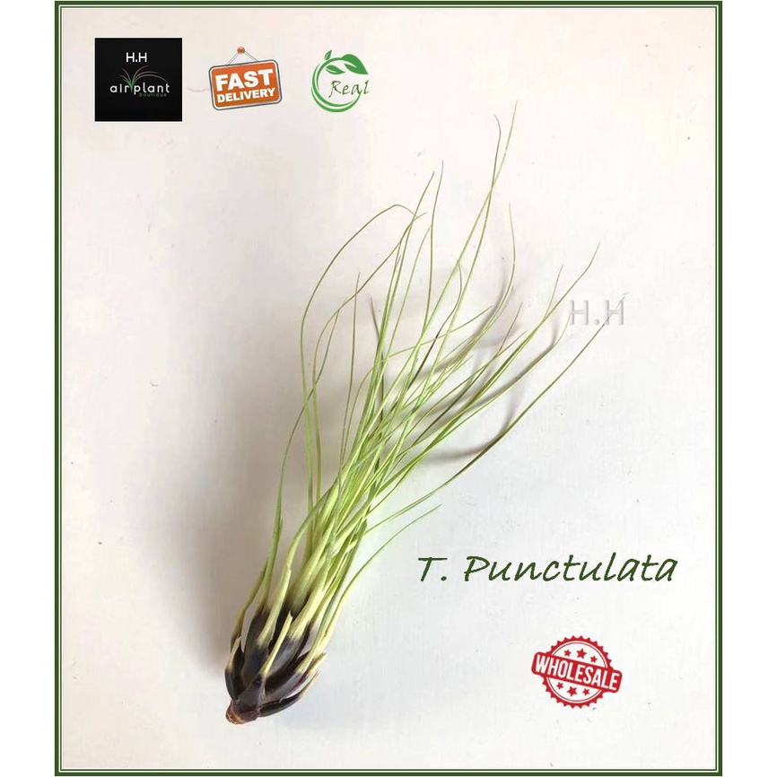 AIR PLANT TILLANDSIA PUNCTULATA TUMBUHAN UDARA AIRPLANT 空气草 细红果 空气凤梨 无土 ...