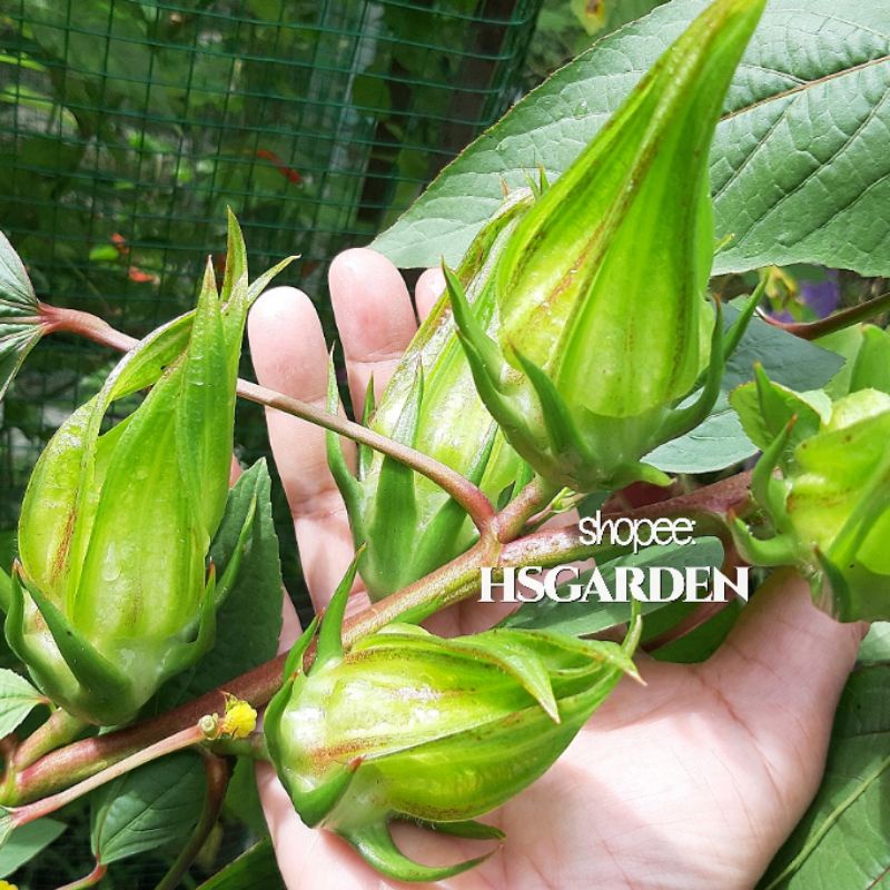 15 biji benih Green Roselle (Giant) • Rare seeds • Roselle hijau gergasi • Hibiscus sabdariffa ...