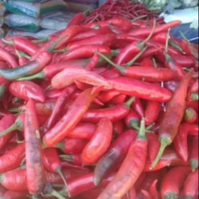 🔥HOT SELL🔥Benih Cabai Besar / Cili Besar | Shopee Malaysia