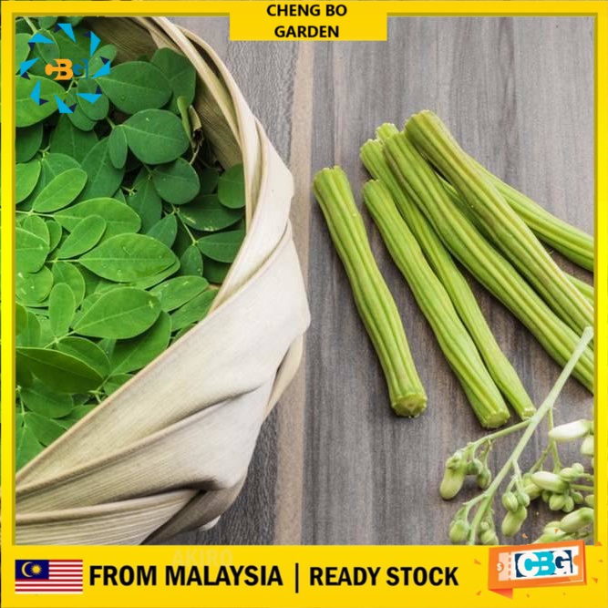 Anak Pokok Kelor Munggai Murungai Moringa Oleifera Senang Tumbuh Pokok ...