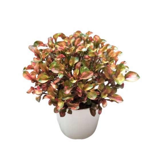 Real Outdoor Plant : Alternanthera Ficoidea Red / Alternanthera ...