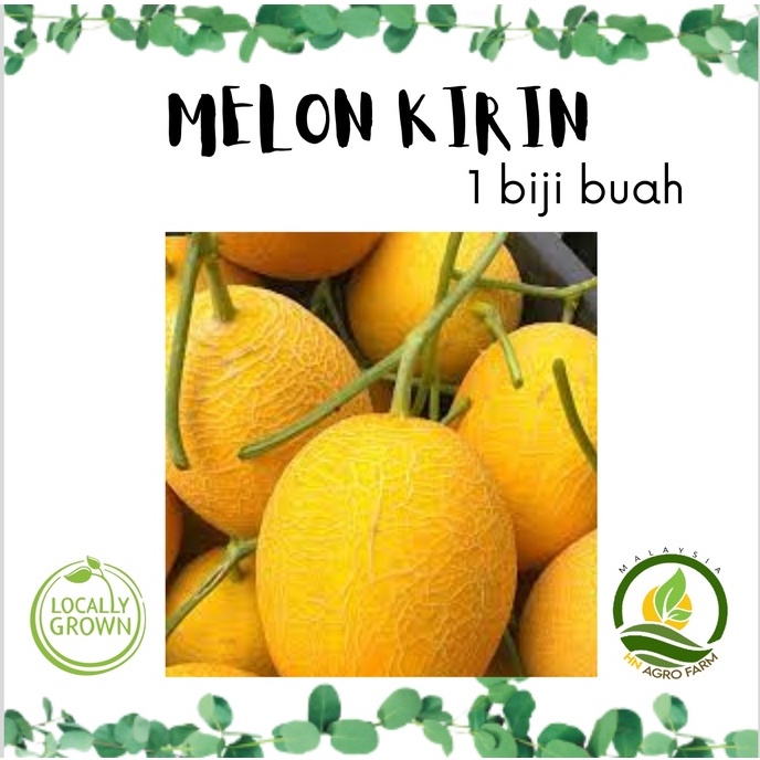 Buah Melon Kirin, 1unit buah (1.7-1.9kg) HN Agro Farm | Shopee Malaysia