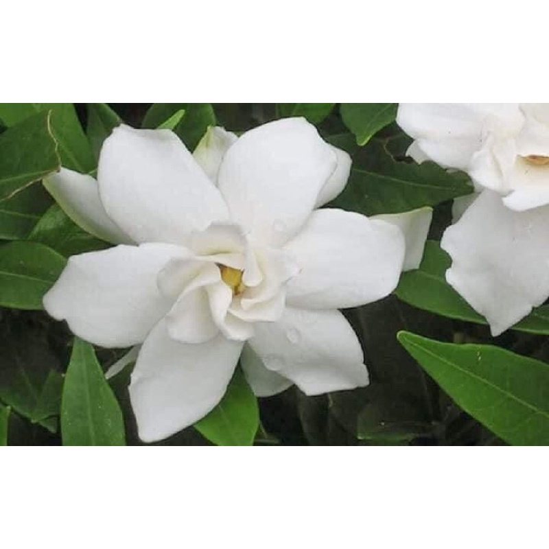 pokok bunga wangi gardenia kampung @ bunga cina | Shopee Malaysia